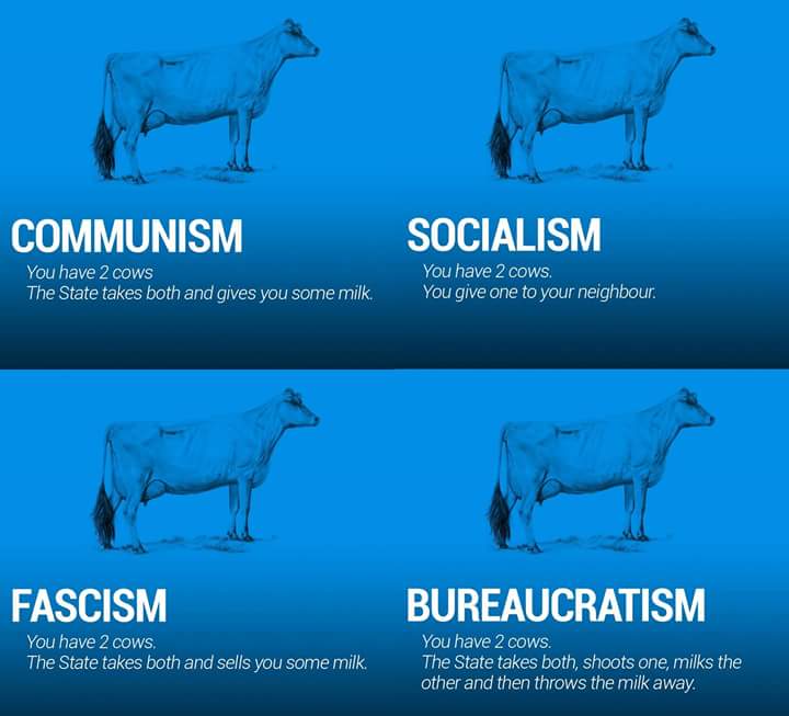 Cows – Temple of Zagan