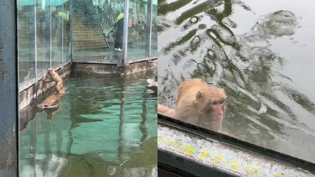 The Tale of the Socially Maladaptive Monkey – Temple of Zagan