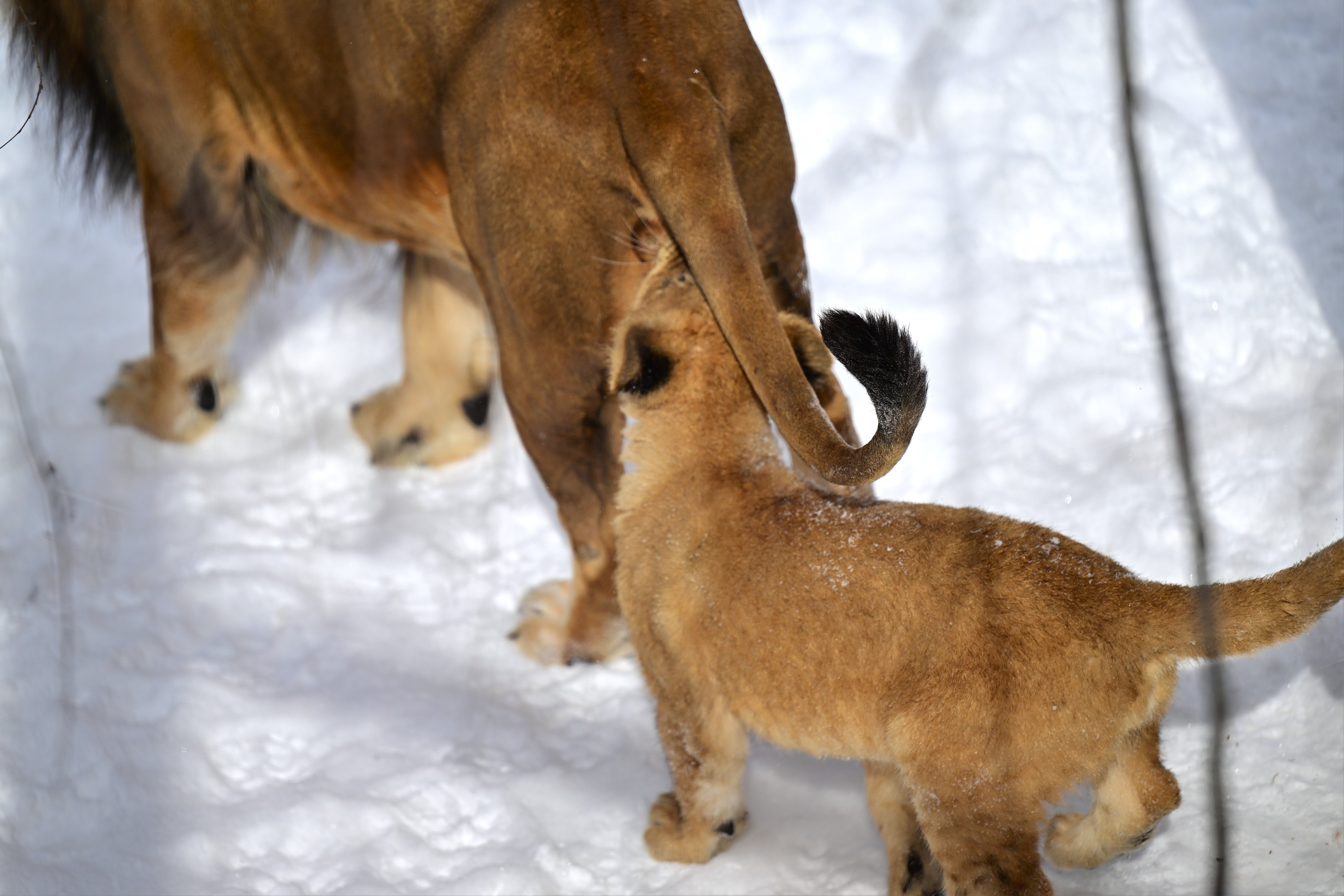 Lion Cub Bites Father’s Balls, Chaos Ensues – Temple of Zagan