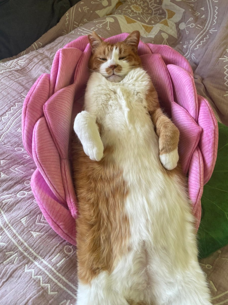 Advertisement vs Reality – Temple of Zagan