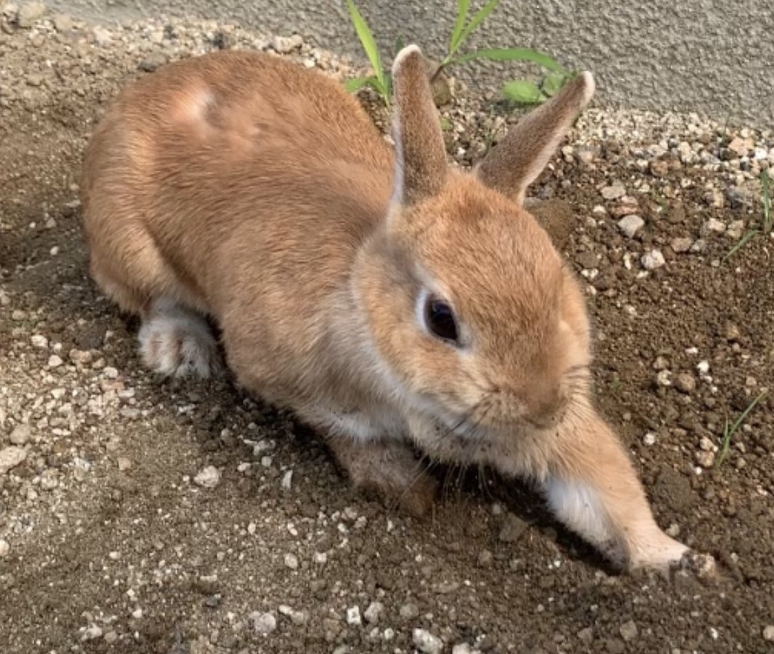 6 Pack Rabbit – Temple of Zagan