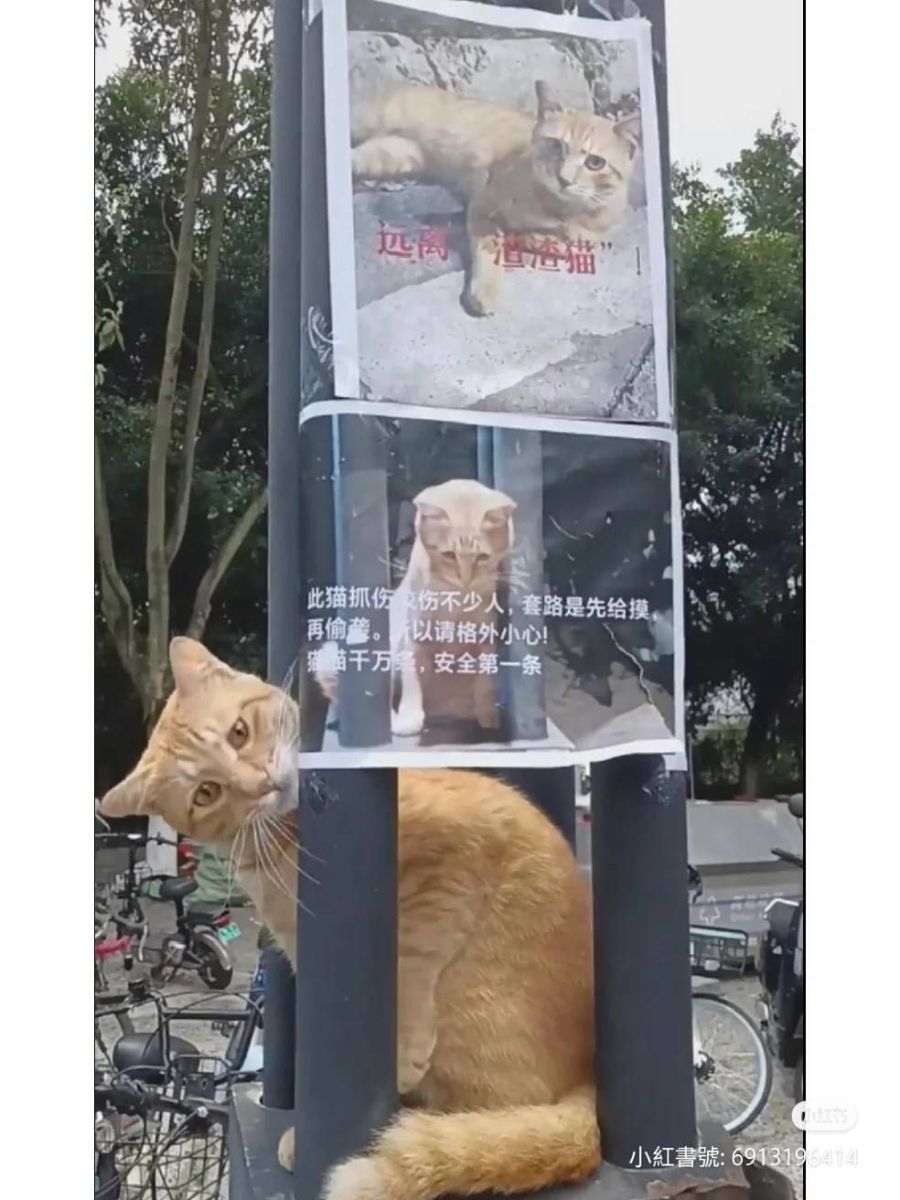 Scumbag Cat – Temple of Zagan