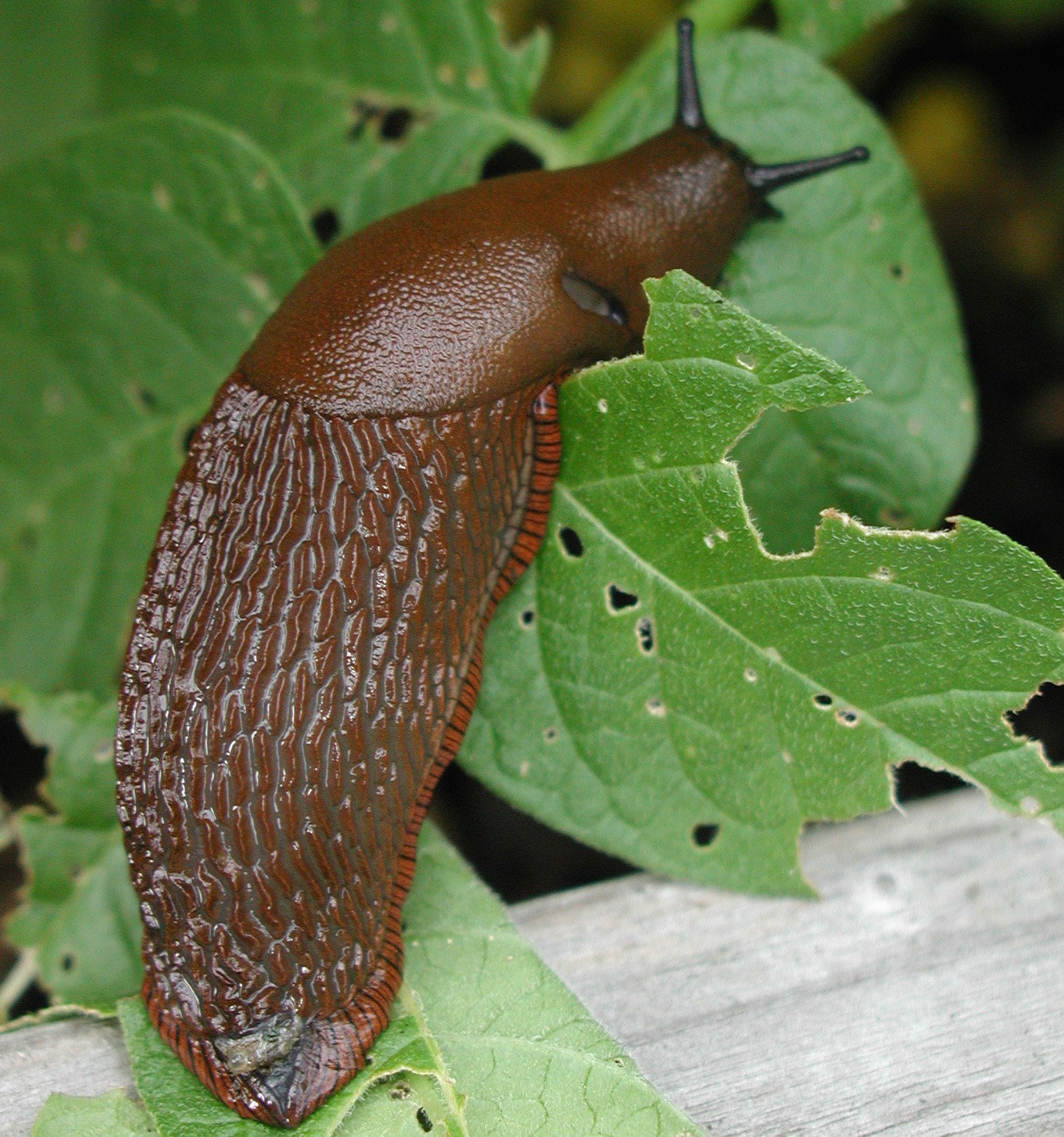 Sam Ballard – The Boy Who Ate a Slug and Paid for It Dearly – Temple of ...