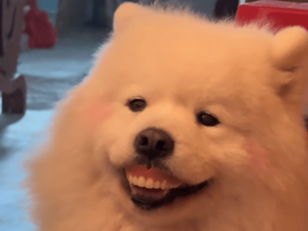 The Samoyed’s New Teeth – Temple of Zagan