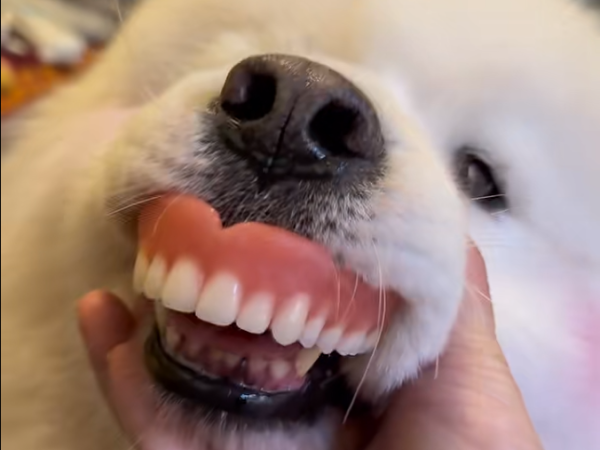 The Samoyed’s New Teeth – Temple of Zagan