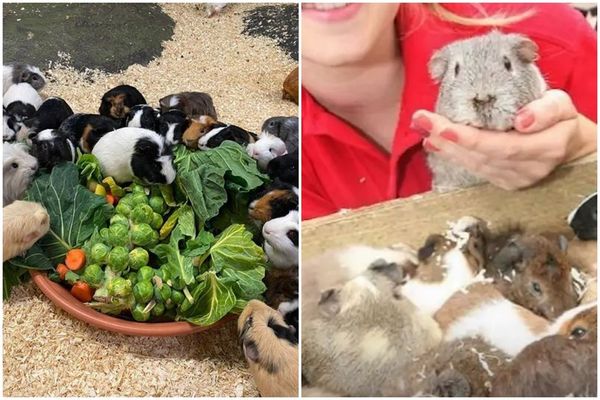 The Guinea Pig Don Juan – Temple of Zagan