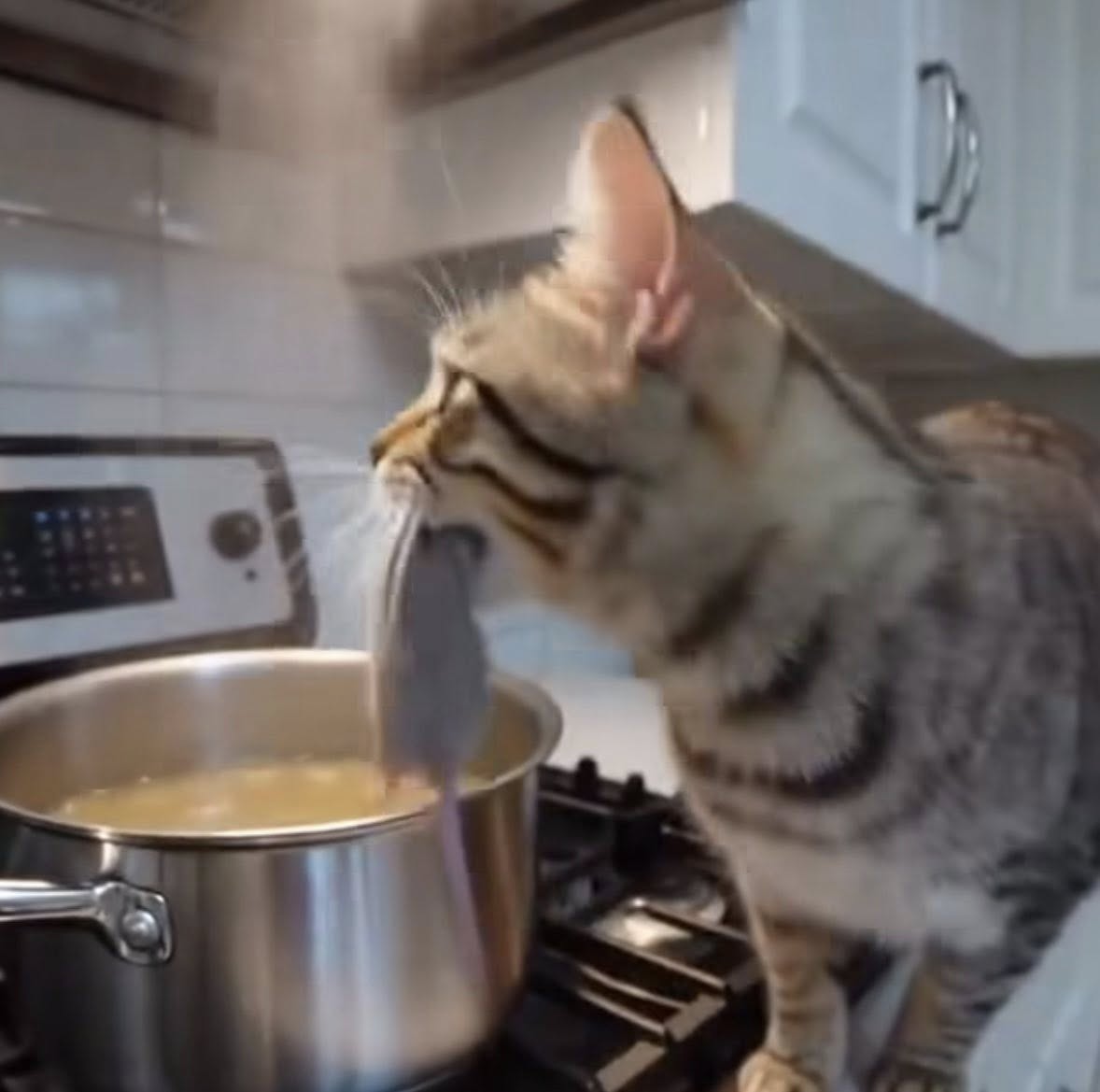 Cooking Cat’s Secret Ingredient for the Family Dinner – Temple of Zagan